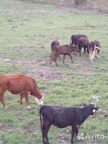 Молодняк крс, 54 головы, разных возрастов, от 1 ме