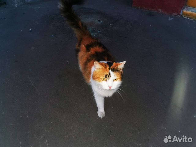 Найдена трехцветная кошка в Люблино