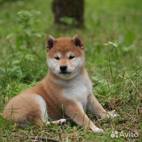 Красотка Сиба-ину