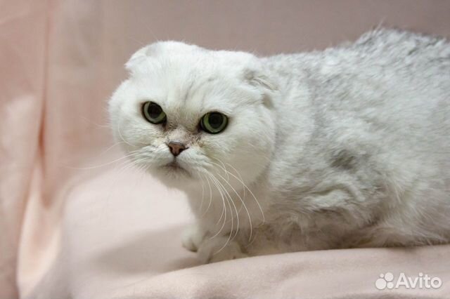 Кошка шотландская Хельга, 3 года