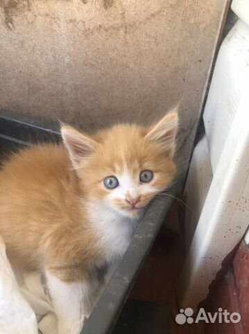 Котенок бежевый бесплатно