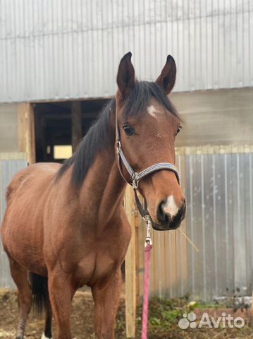 Жеребец Ганновер-тракен
