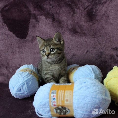 Мраморные котята