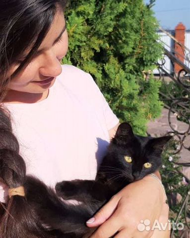 Котёнок в добрые руки