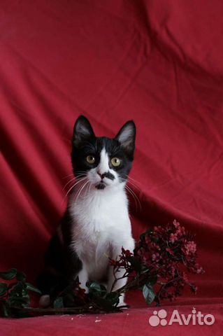 Черно-белое чудо