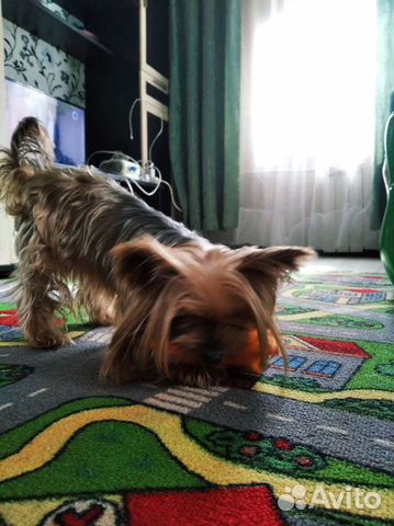 Йоркширский терьер