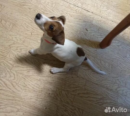 Щенок Ддек рассел терьер девочка