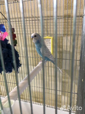 Попугай волнистый в добрые руки