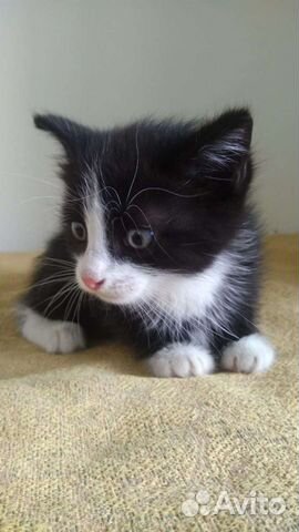 Котенок Чарли 1.5 мес