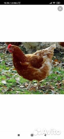 Куры Старка на бульон обмен на фрукты дом