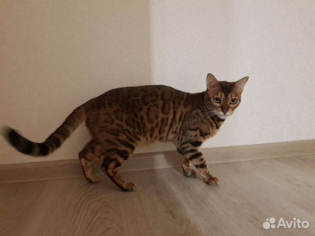 Бенгальская кошка бесплатно