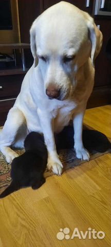 Собака в добрые руки щенок