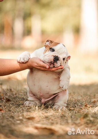 Английский бульдожечка