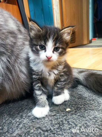 Очень красивые котята