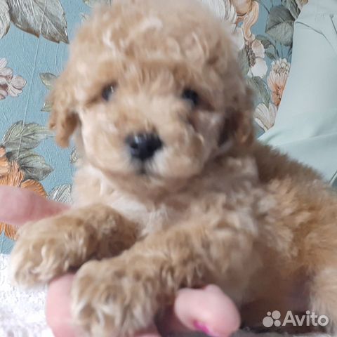 Той-пудель Мальтипу щенки в москве