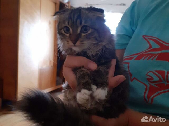 Котенок американкий керл