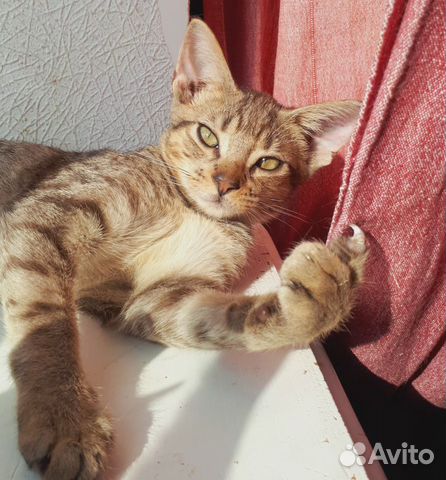 Оцикеты из питомника