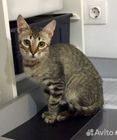 Девочка котенок - нежность и ласка в Ваш дом)