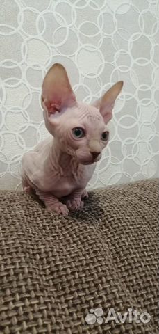 Продаю котенка канадский сфинкс (девочка)