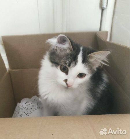 Кошка в дар