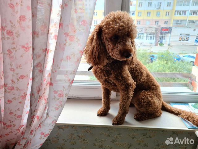 Карликовый пудель