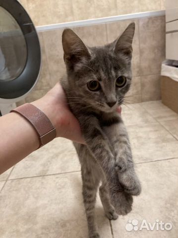 Котенок