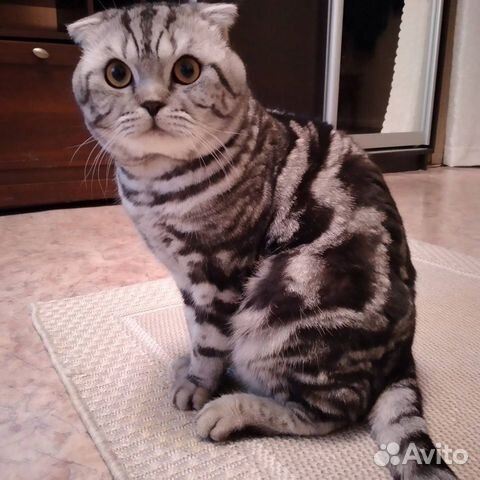 Отдаю шотландского кота