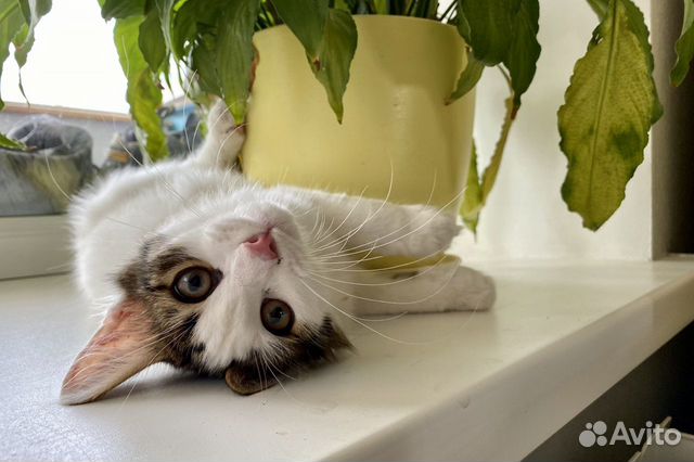 Котенок Мята. Мальчик, 4 месяца