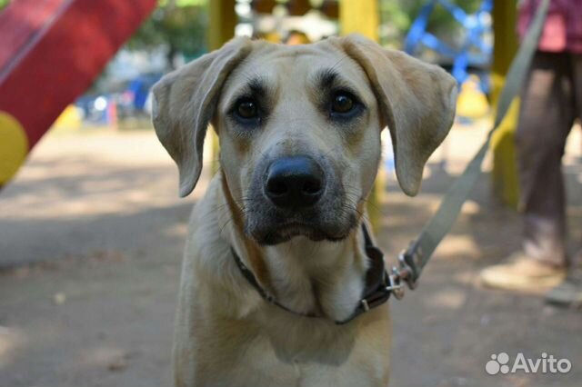 Замечательная девчуля Белла