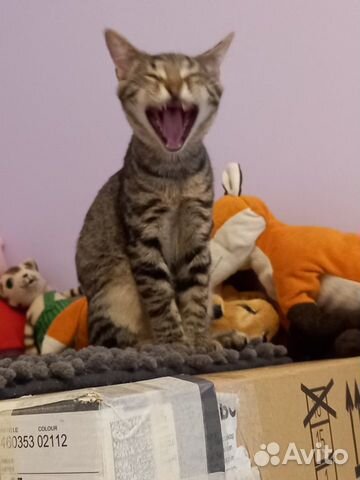 Настоящий альфа кот в будущем)