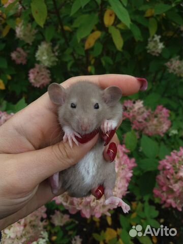 Декоративная крыса
