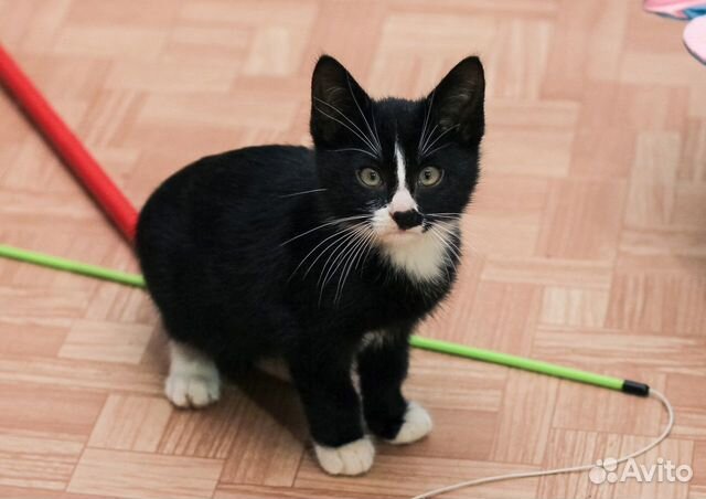 Котенок