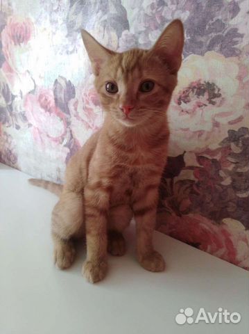 Кошка