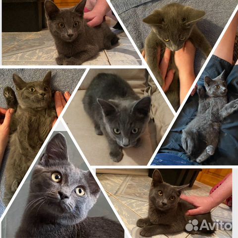 Котята бесплатно