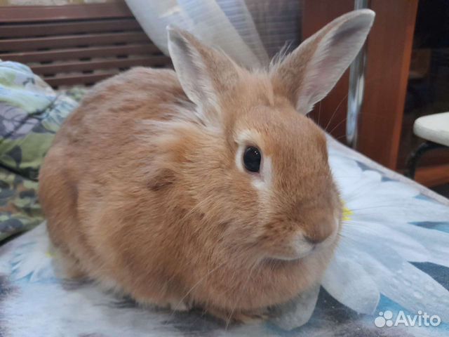 Кролик девочка Персик