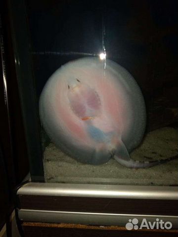 Скат Моторо