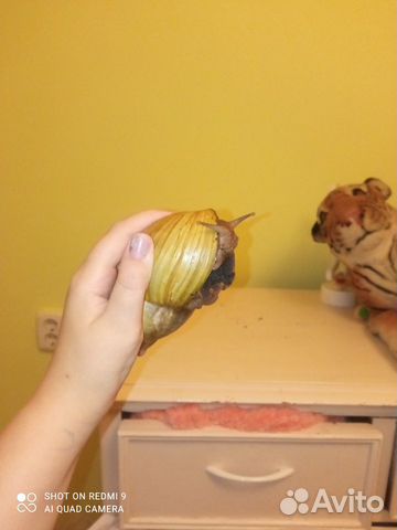 Продаю Улитку Ахатину 3 года подкормки и корм на п