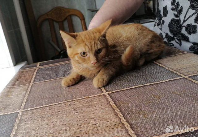 Котенок кот в дар бесплатно добрые руки