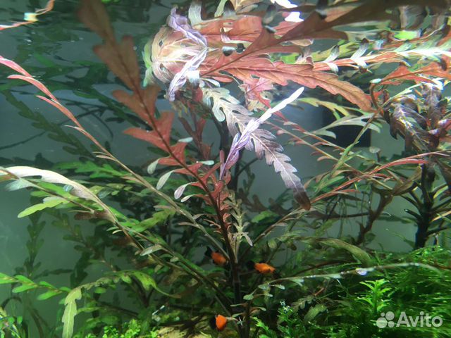 Гигрофила пиннатифида бесплатно