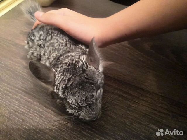 Шиншилла