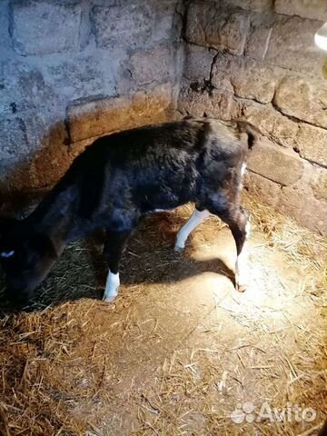 Продается телочка