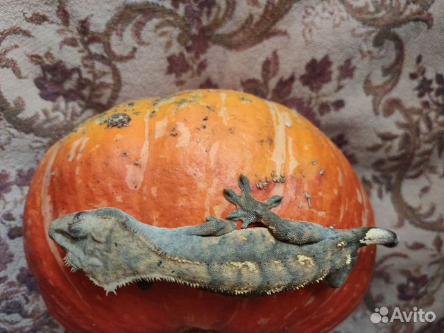 Геккон бананоед самка