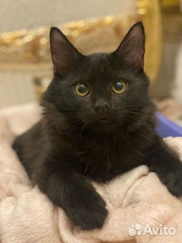 Котя ищет дом