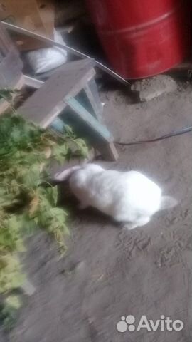 Продам, кролики на племя (Стракач - Колифорня) пом