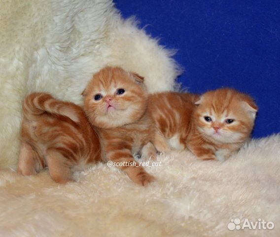 Огненно-красные шотландские котята