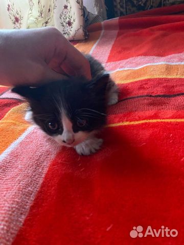 Котенок