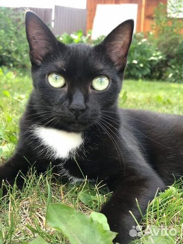 Молодая кошечка