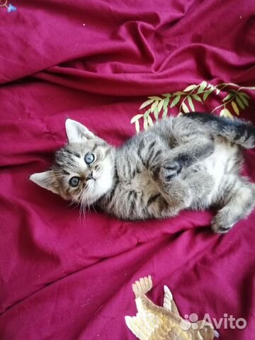 Кот шотландец, американский экзот