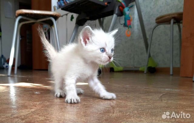 Маленькая красавица