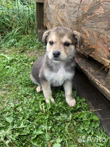 Крохотный щенок ищет дом, в добрые руки